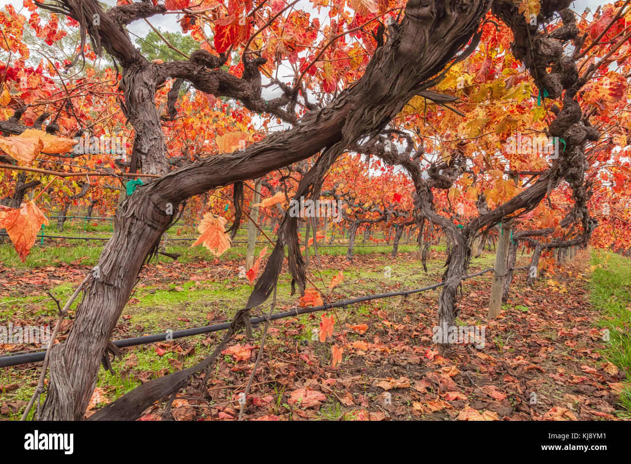 Grapevines display their red color leaves in autumn, Yountville, Napa ...