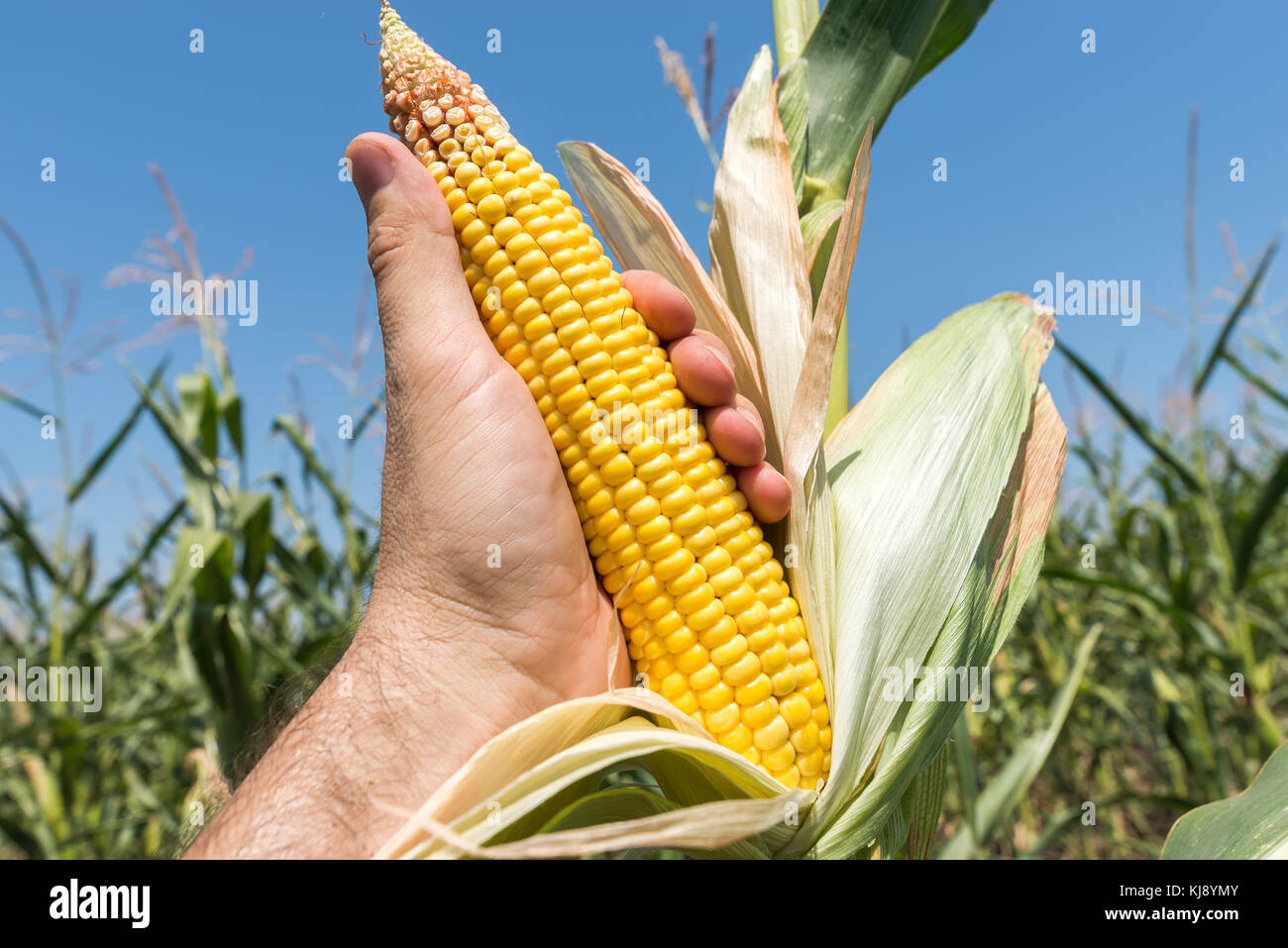 golden maize in hand over agriculture field Stock Photo - Alamy
