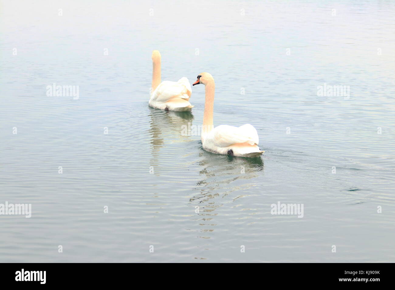 Swans couple on the lake Stock Photo - Alamy