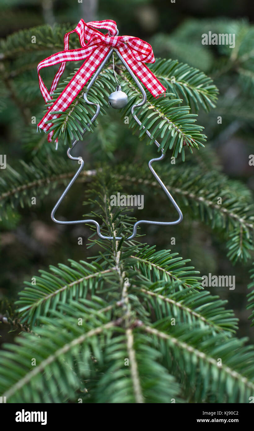 Christmas tree shape on real pine tree. Christmas tree miniature shape ...