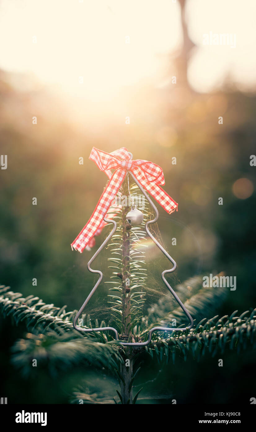 Christmas tree on sun light. Christmas ornamental tree. Backlight Stock ...