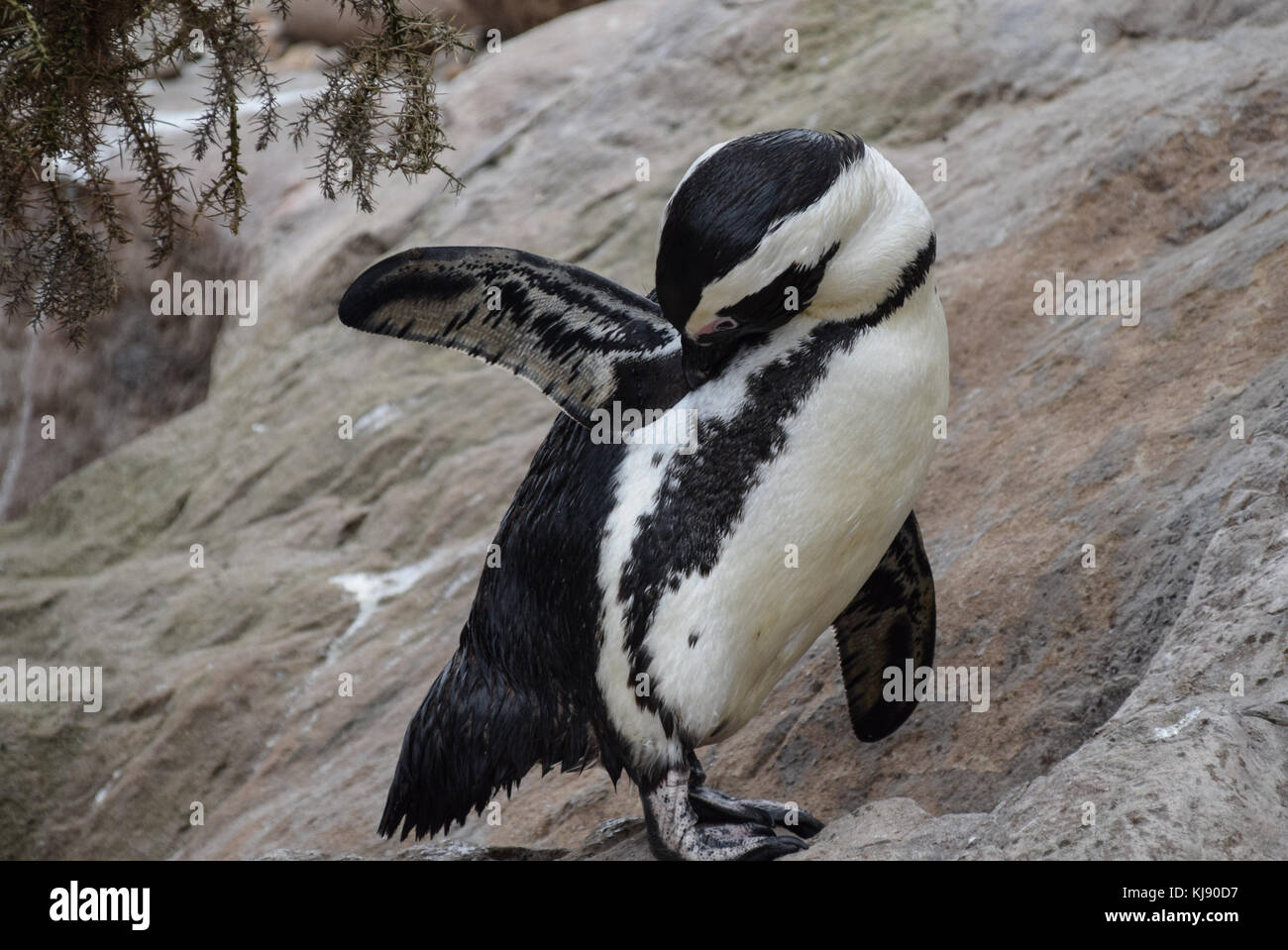 A African Penguin preening under it's flipper Stock Photo - Alamy