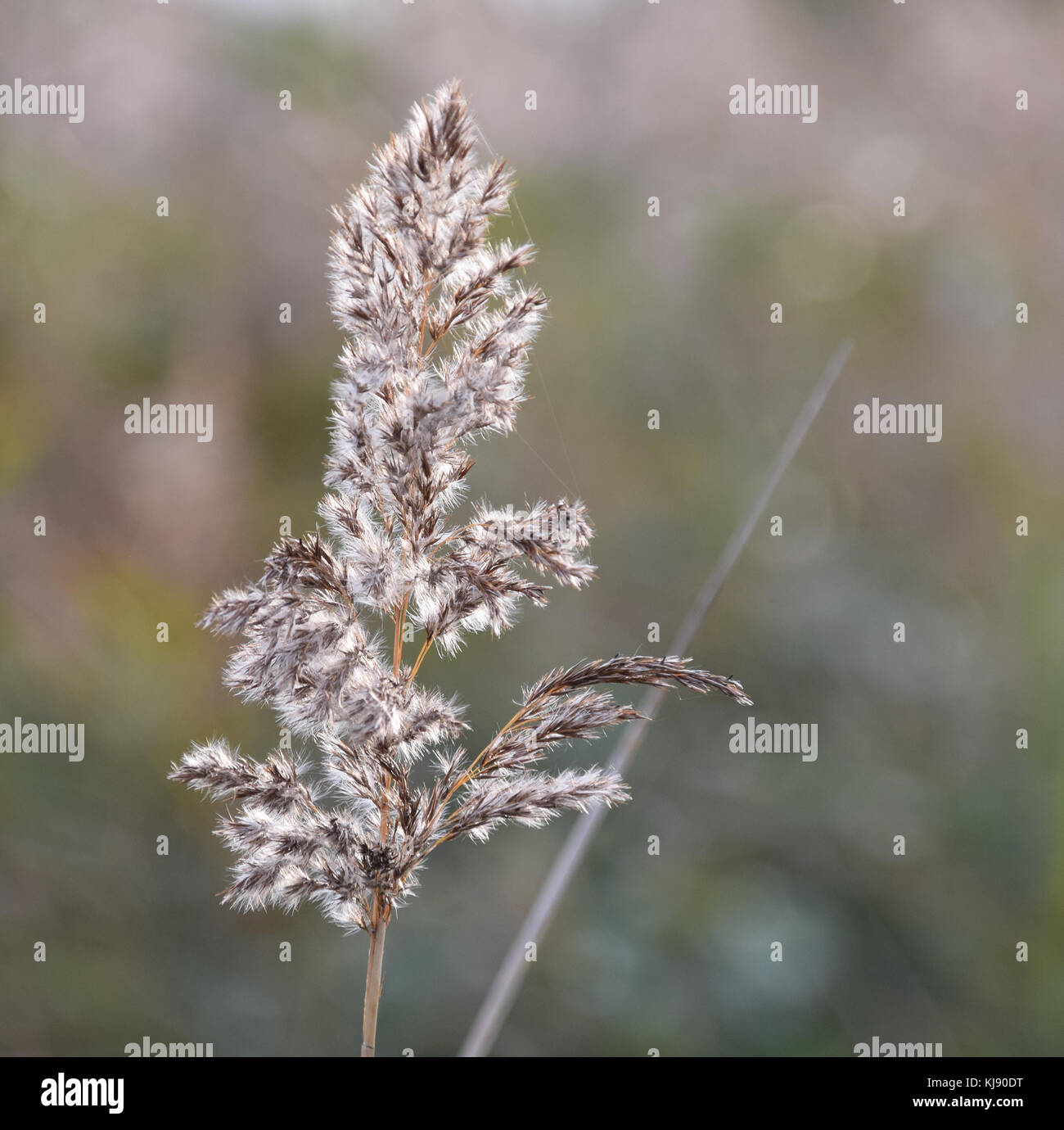 Close up shot of the seed head of a grass in Cardiff Stock Photo - Alamy