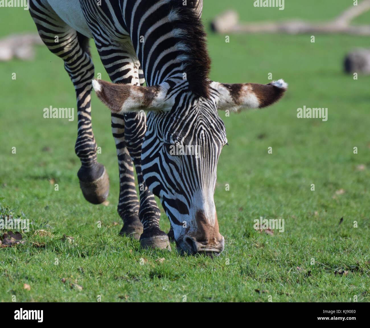 A grevys Zebra grazing on grass Stock Photo - Alamy