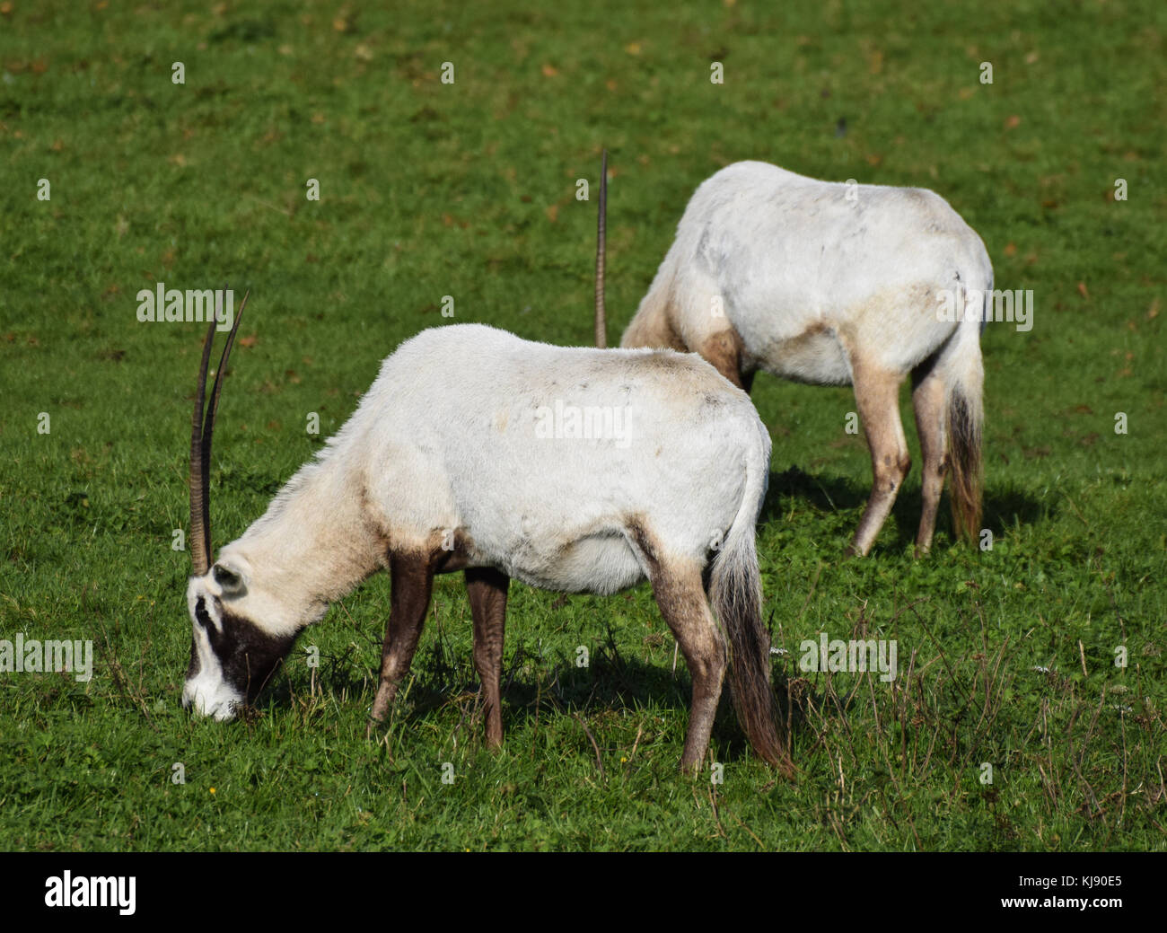 Oryx leucoryx grazing hi-res stock photography and images - Alamy