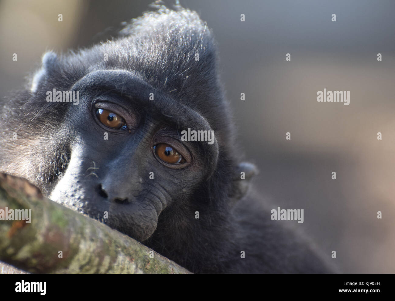 Portrait of a macaque monkey chewing on a tree branch Stock Photo - Alamy