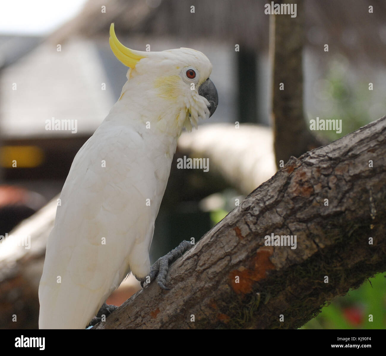 A Sulphur crested or yellow crested cockatoo Stock Photo - Alamy