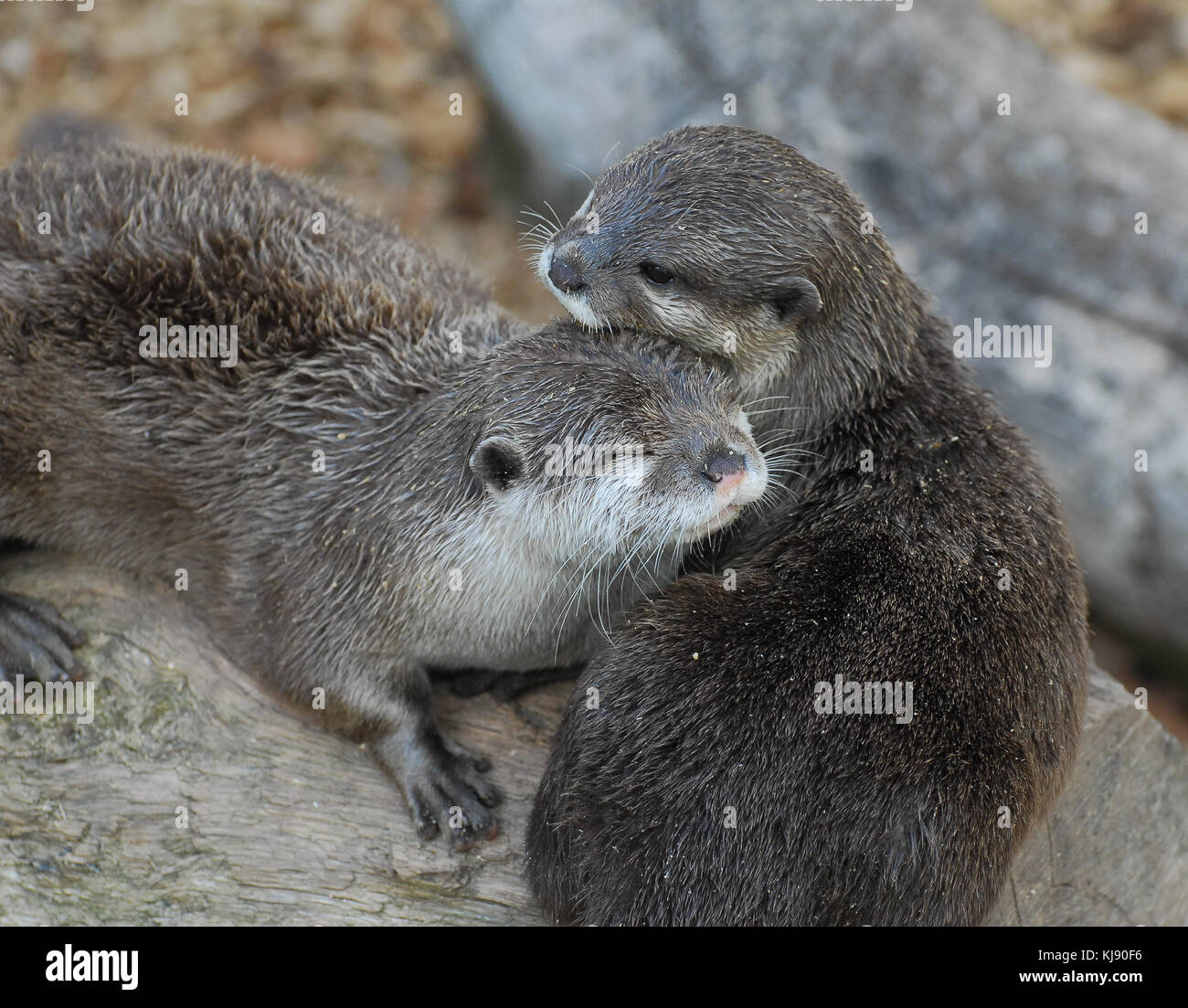 Two Otters hugging each other Stock Photo - Alamy
