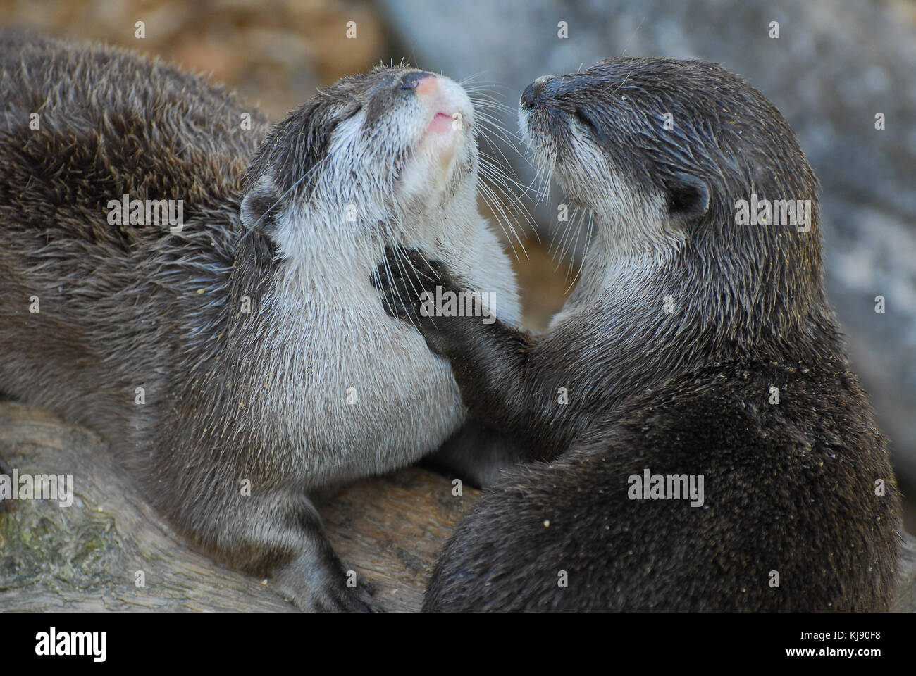 Sea Otter Grooming