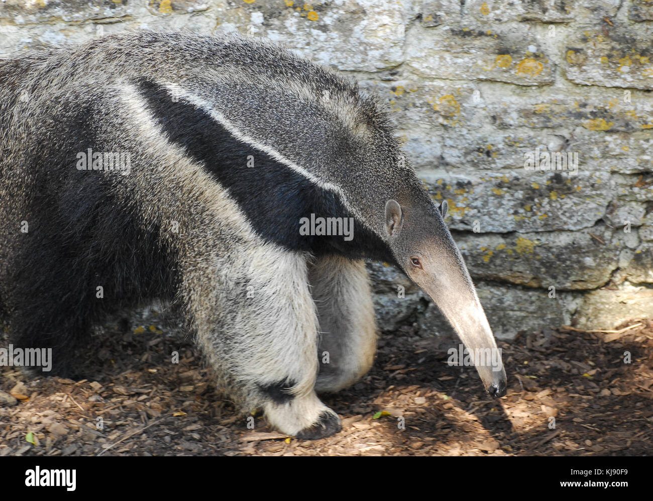 A Giant anteater walking in dappled sunlight Stock Photo - Alamy