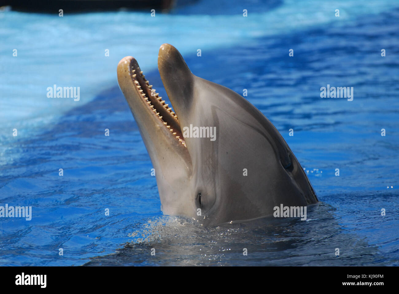 Dolphin head above water hi-res stock photography and images - Alamy