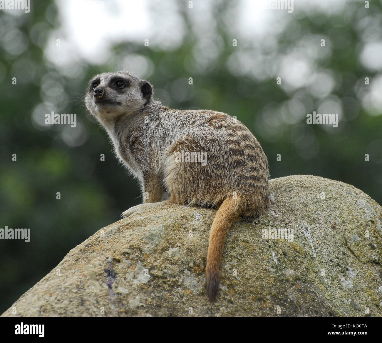 A meerkat sat on a rock watching attentively Stock Photo - Alamy