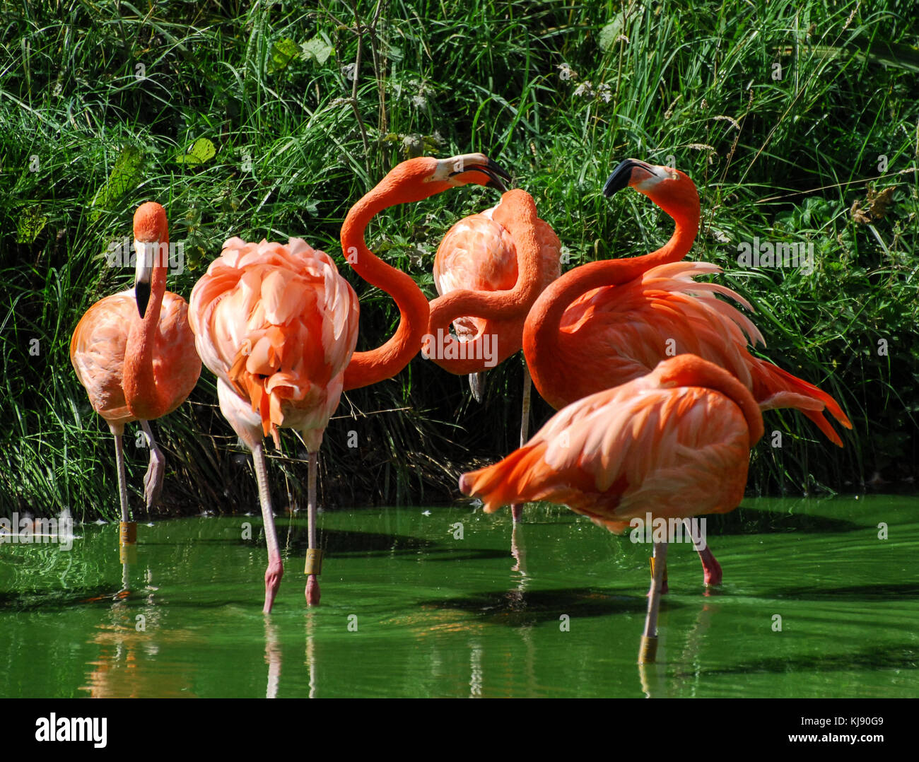 Gang fight crowd hi-res stock photography and images - Alamy