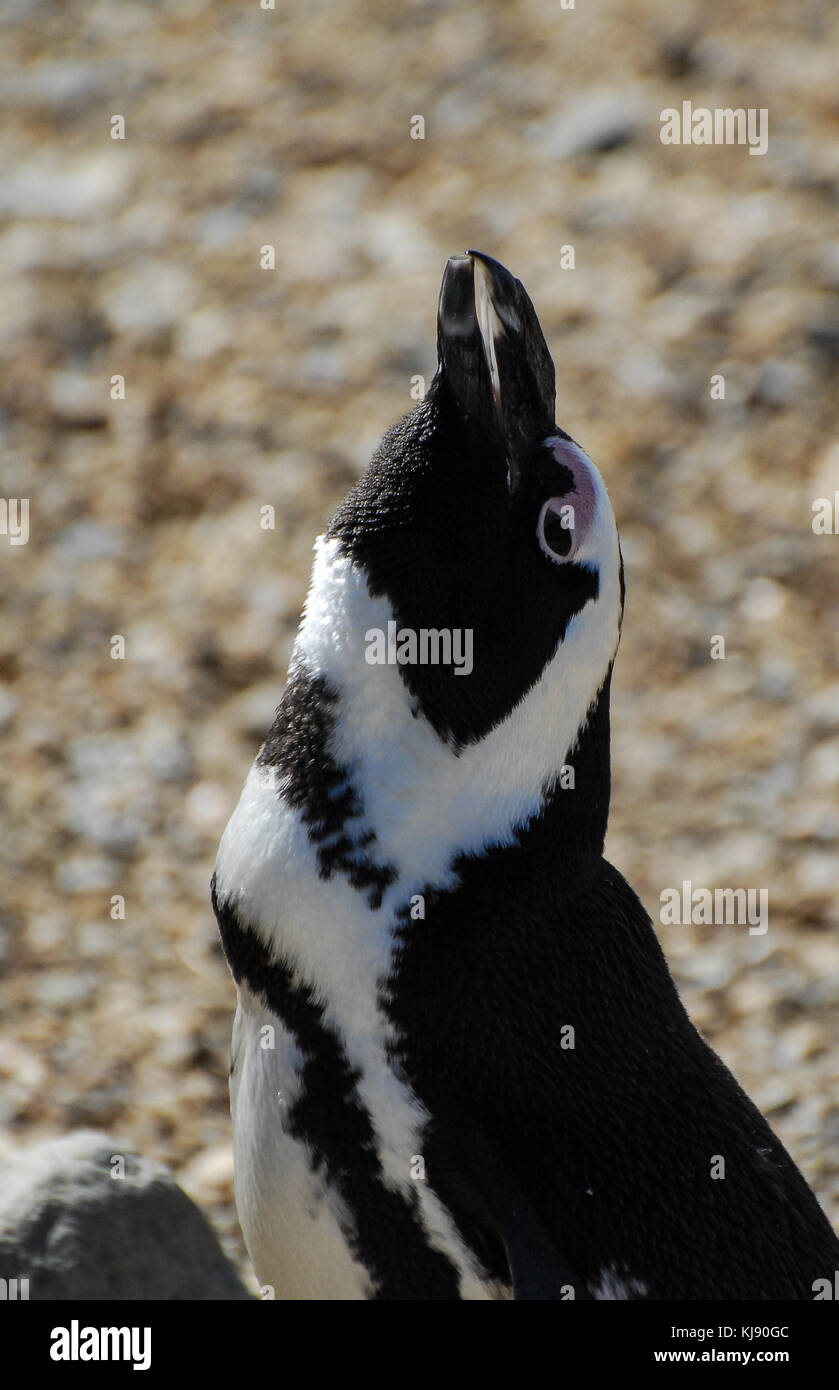 An African Penguin making its braying call Stock Photo - Alamy