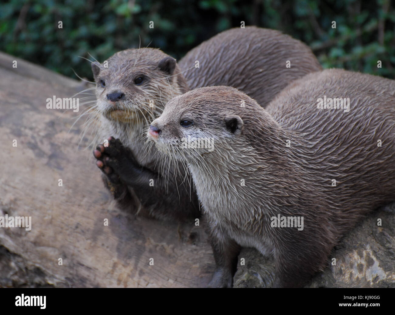 Two otters, one of who seems to be praying Stock Photo - Alamy