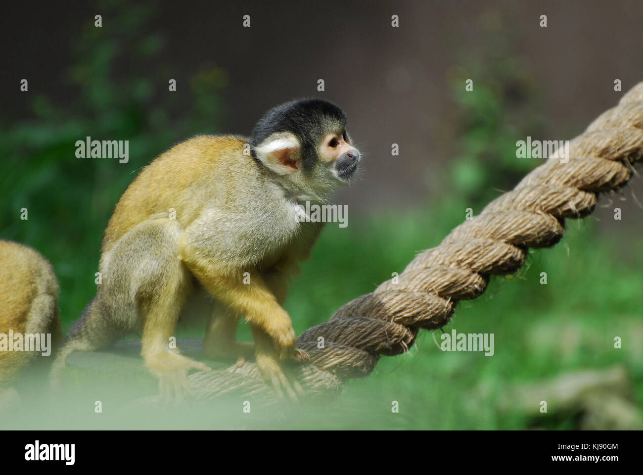 Marmoset climbing a rope in a zoo Stock Photo - Alamy