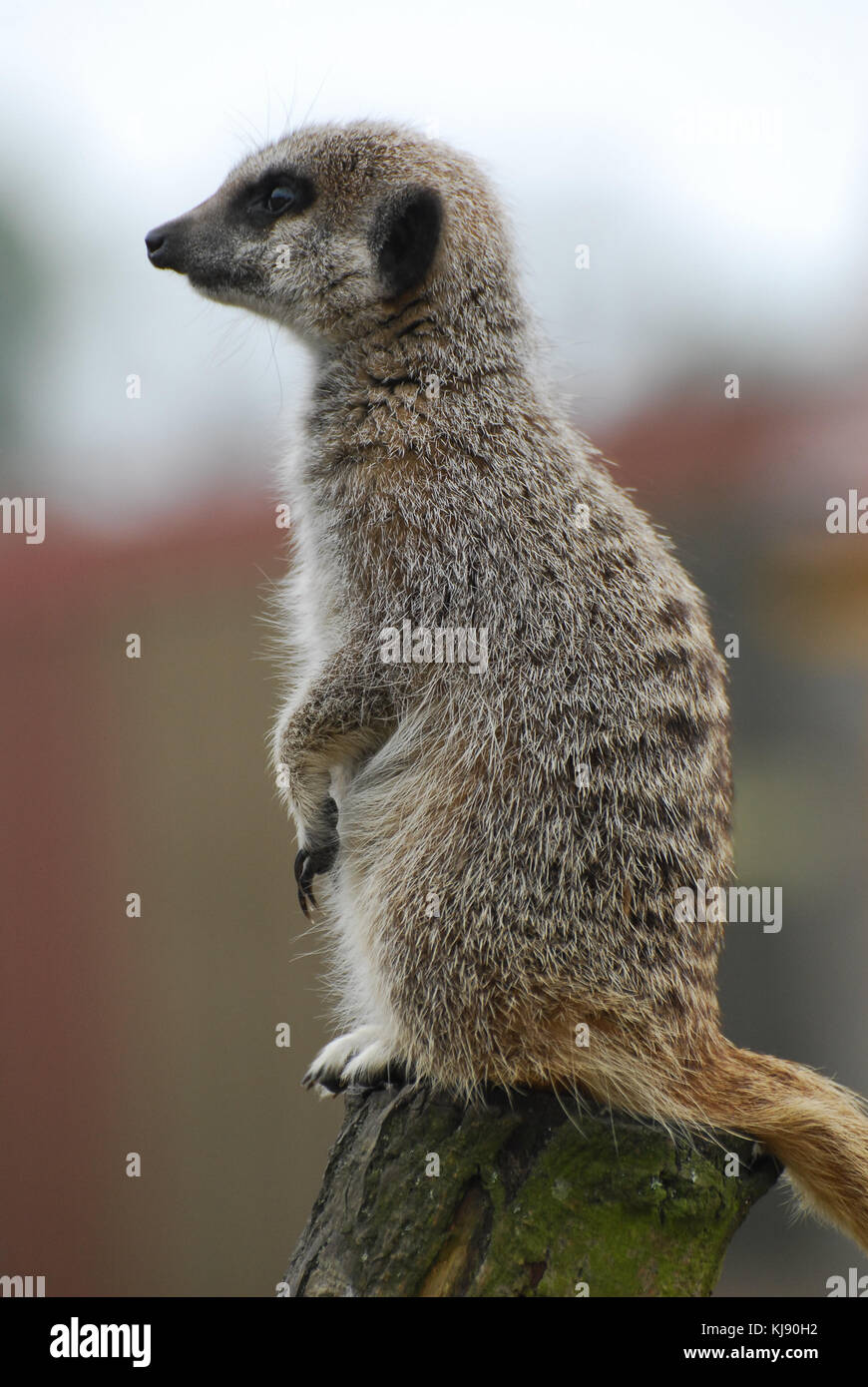 Meerkat in profile hi-res stock photography and images - Alamy
