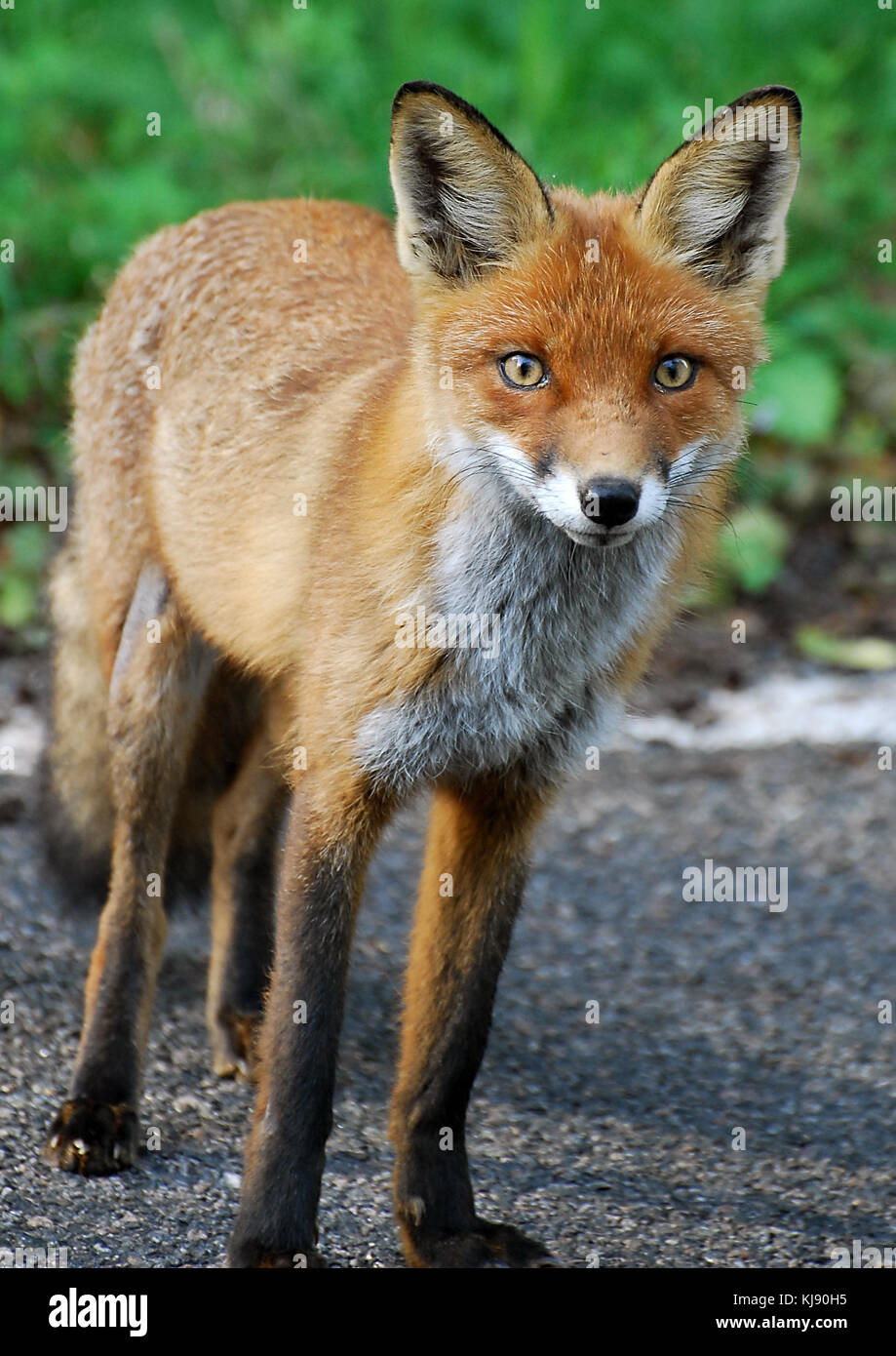 A Red Fox seen in Lithuania Stock Photo - Alamy