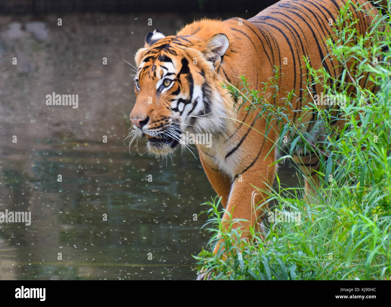 A tiger prowling around the edge of a lake Stock Photo - Alamy