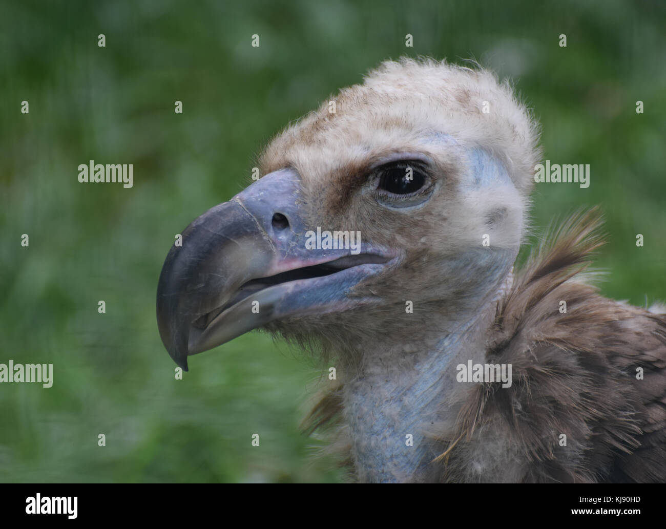 Close up head shot of a bald Vulture Stock Photo - Alamy
