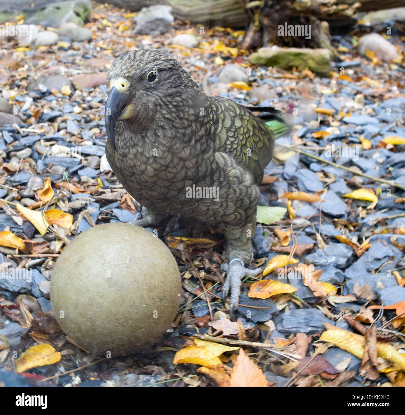 Kea parrot playing hi-res stock photography and images - Alamy