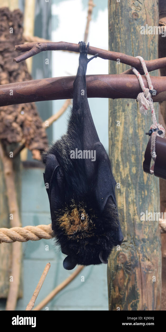 A Livingstones Fruit Bat hanging from a branch Stock Photo - Alamy