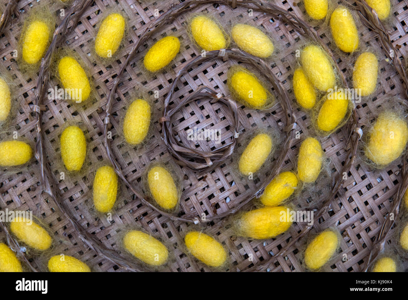 The look at yellow Silkworm cocoons in basket from bamboo Stock Photo ...