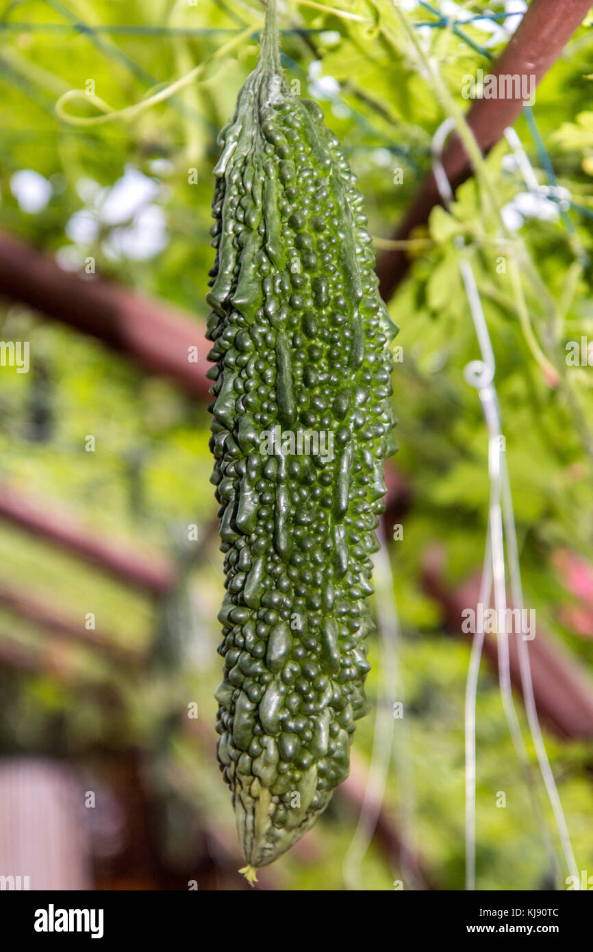 Momordica charantia hanging on stem, called bitter melon, bitter gourd ...