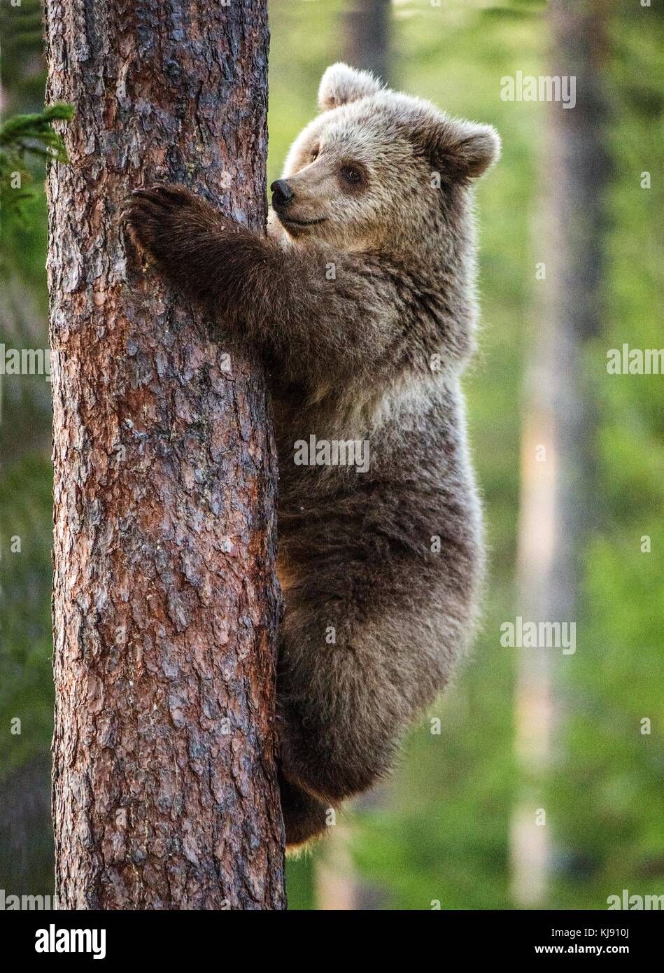 Cub of Brown bear climb on the tree.The bear cub climbing on the tree ...