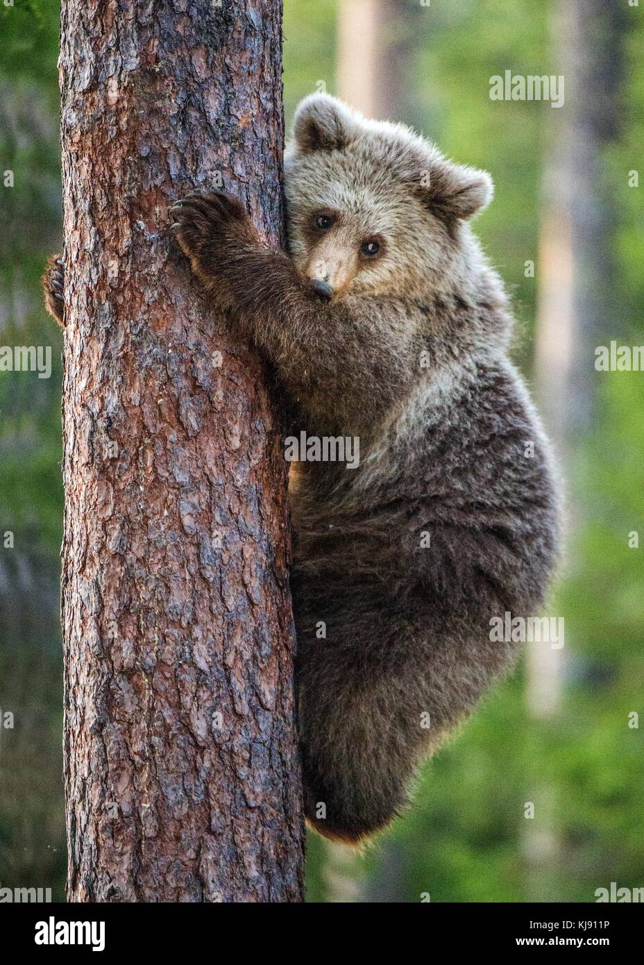 Cub of Brown bear climb on the tree.The bear cub climbing on the tree ...