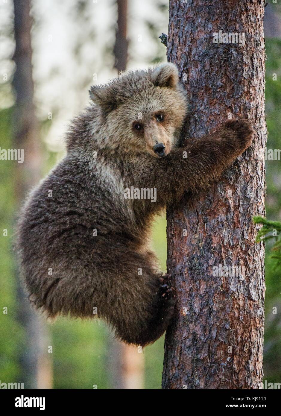 Russian bear wrestling hi-res stock photography and images - Alamy