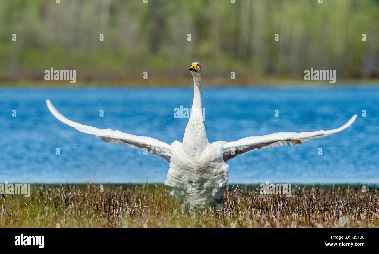 Swan spreading wings. Whooper Swan. Cygnus cygnus Stock Photo - Alamy