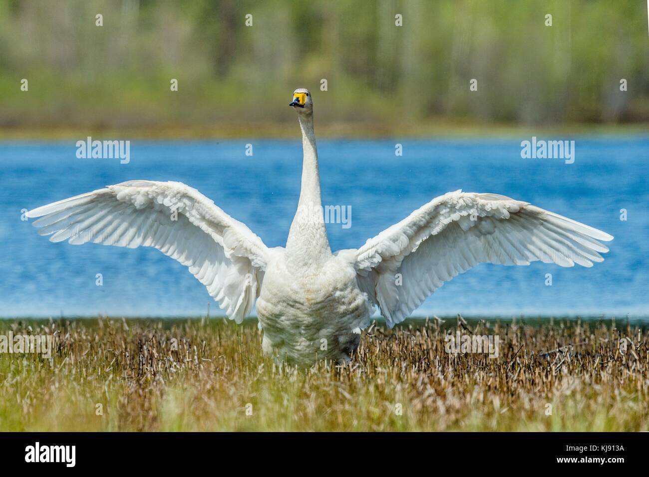 Mute swan bird spreading wings hi-res stock photography and images - Alamy