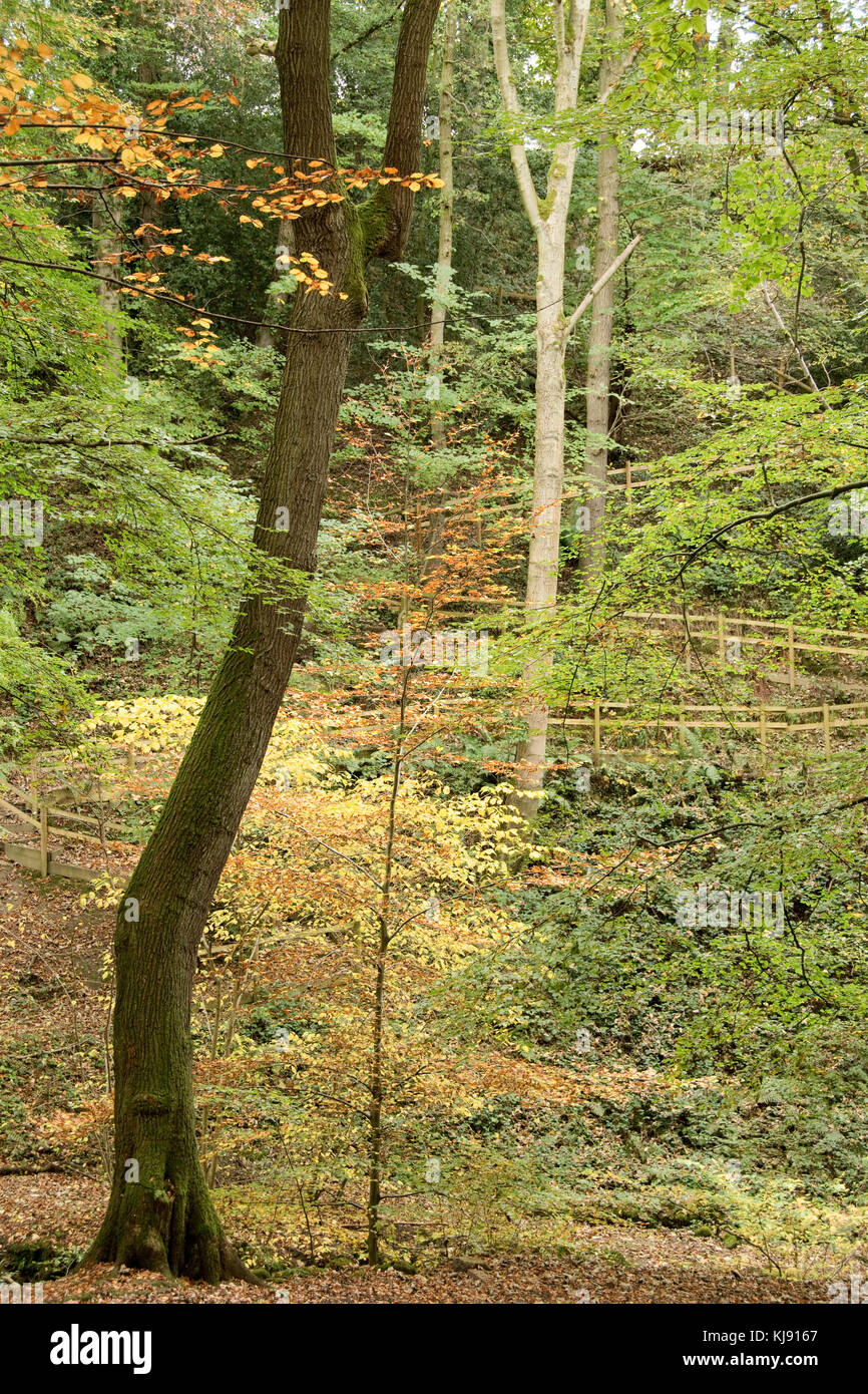 Howe woods hi-res stock photography and images - Alamy