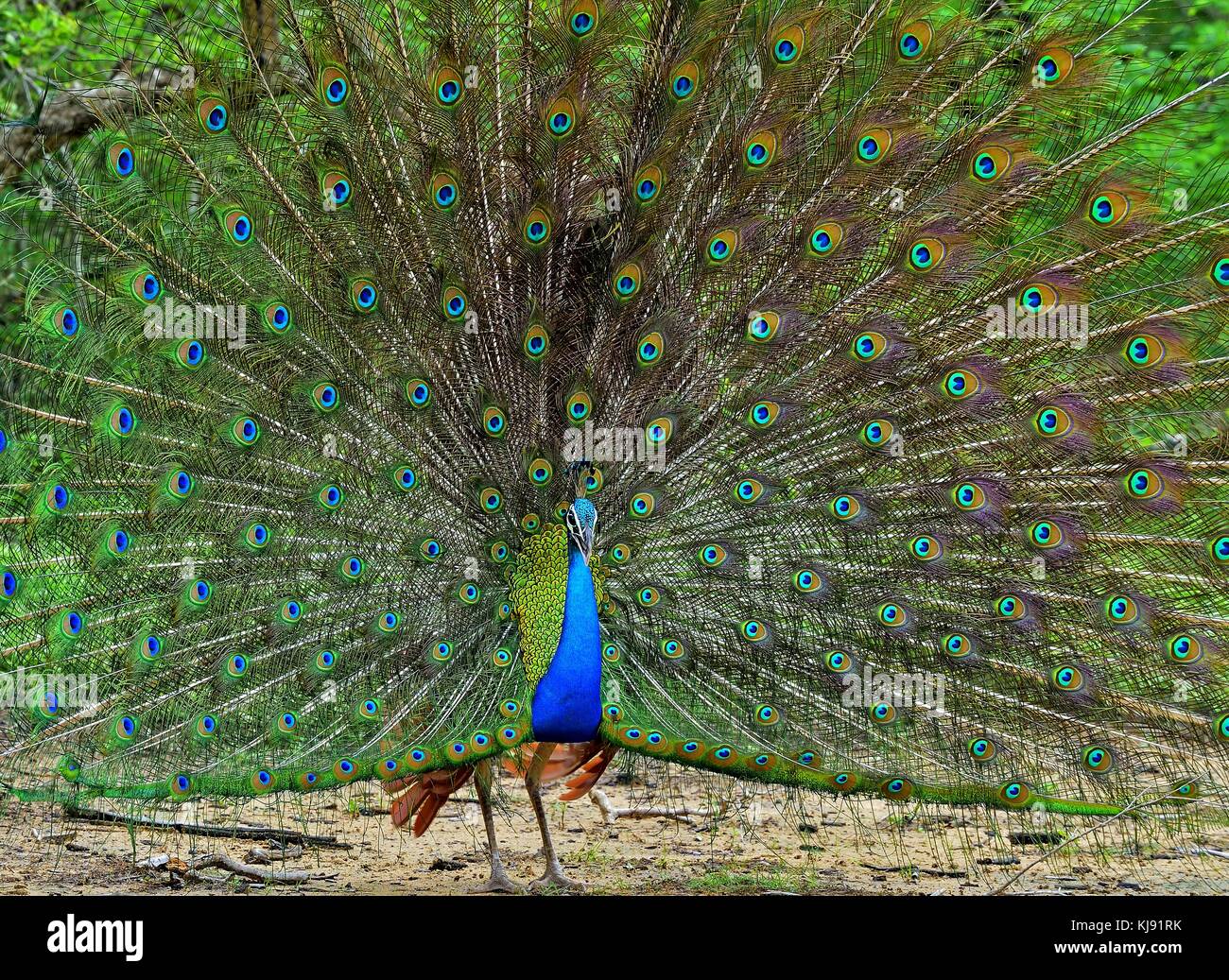 Portrait of beautiful peacock with feathers out. The Indian peafowl or ...