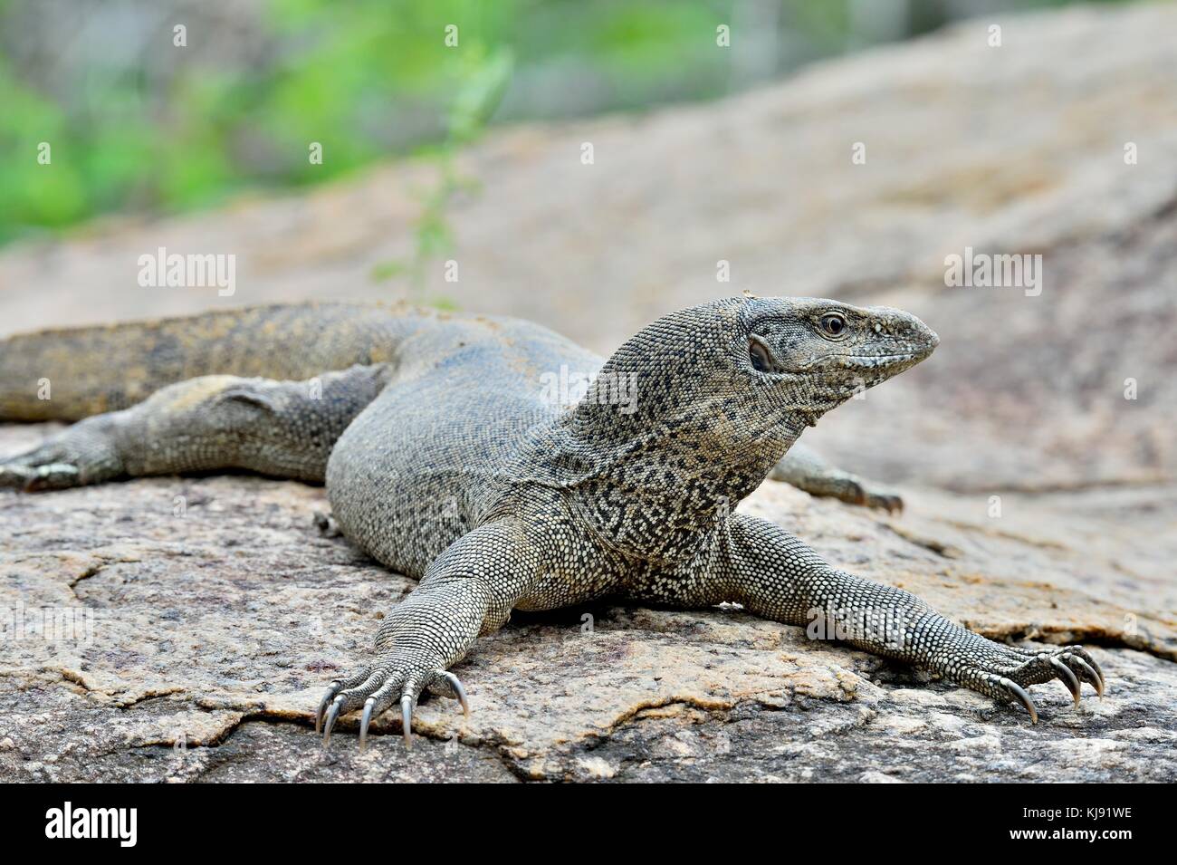 Bengal Monitor on the stone. The Bengal monitor (Varanus bengalensis ...