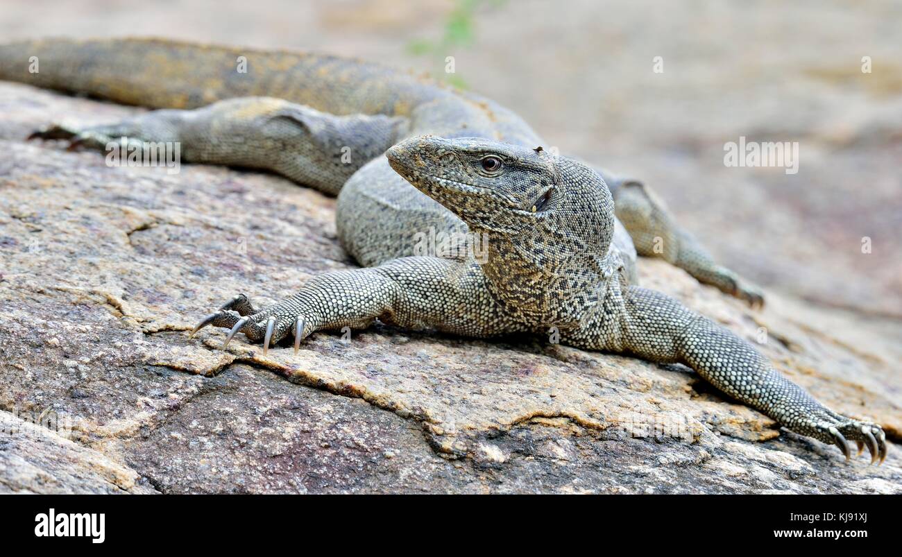 Bengal Monitor on the stone. The Bengal monitor (Varanus bengalensis ...
