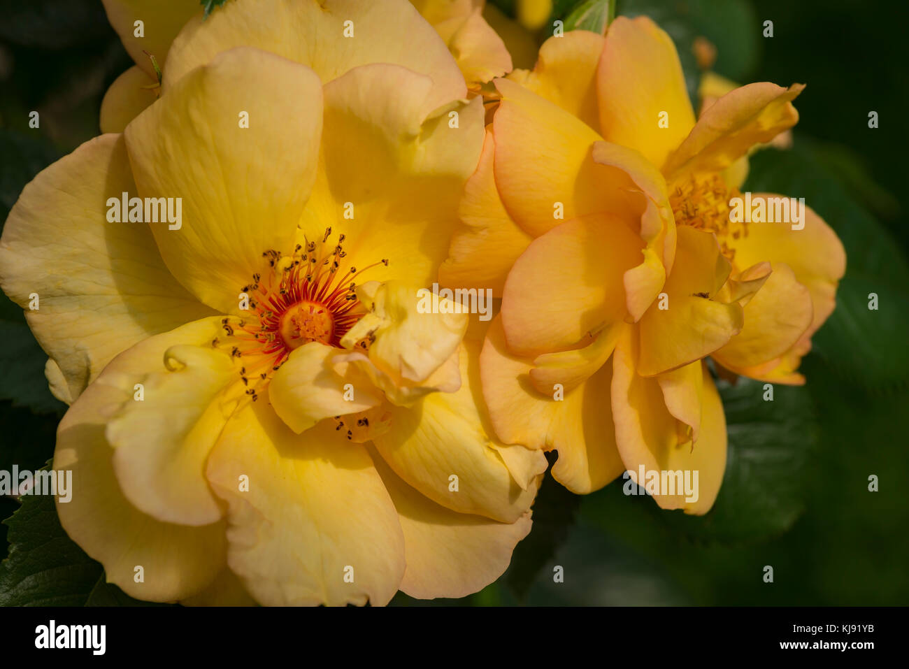 Golden Showers High Resolution Stock Photography and Images - Alamy