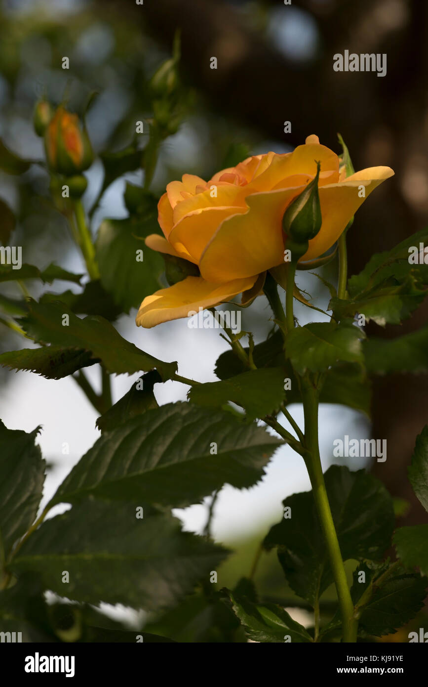 Rose Golden Showers High Resolution Stock Photography and Images - Alamy
