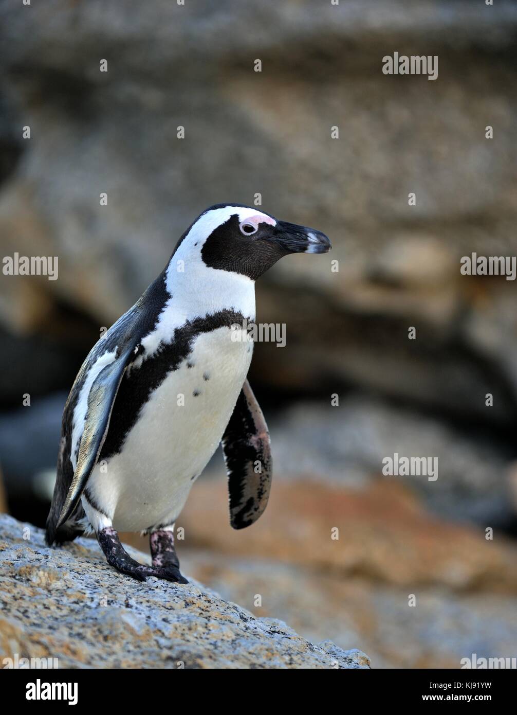 African penguins (spheniscus demersus) go ashore from the ocean at ...