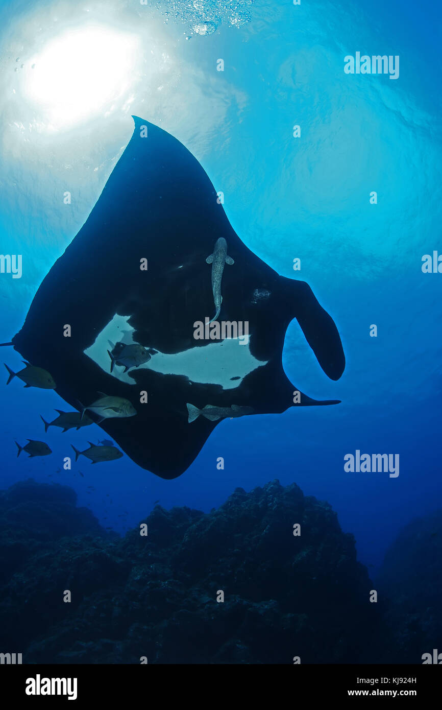 Manta ray diving Underwater Galapagos islands Pacific Ocean Stock Photo ...