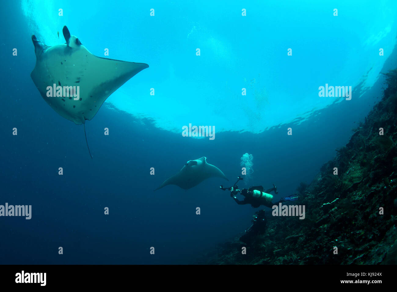 Manta ray diving Underwater Galapagos islands Pacific Ocean Stock Photo ...