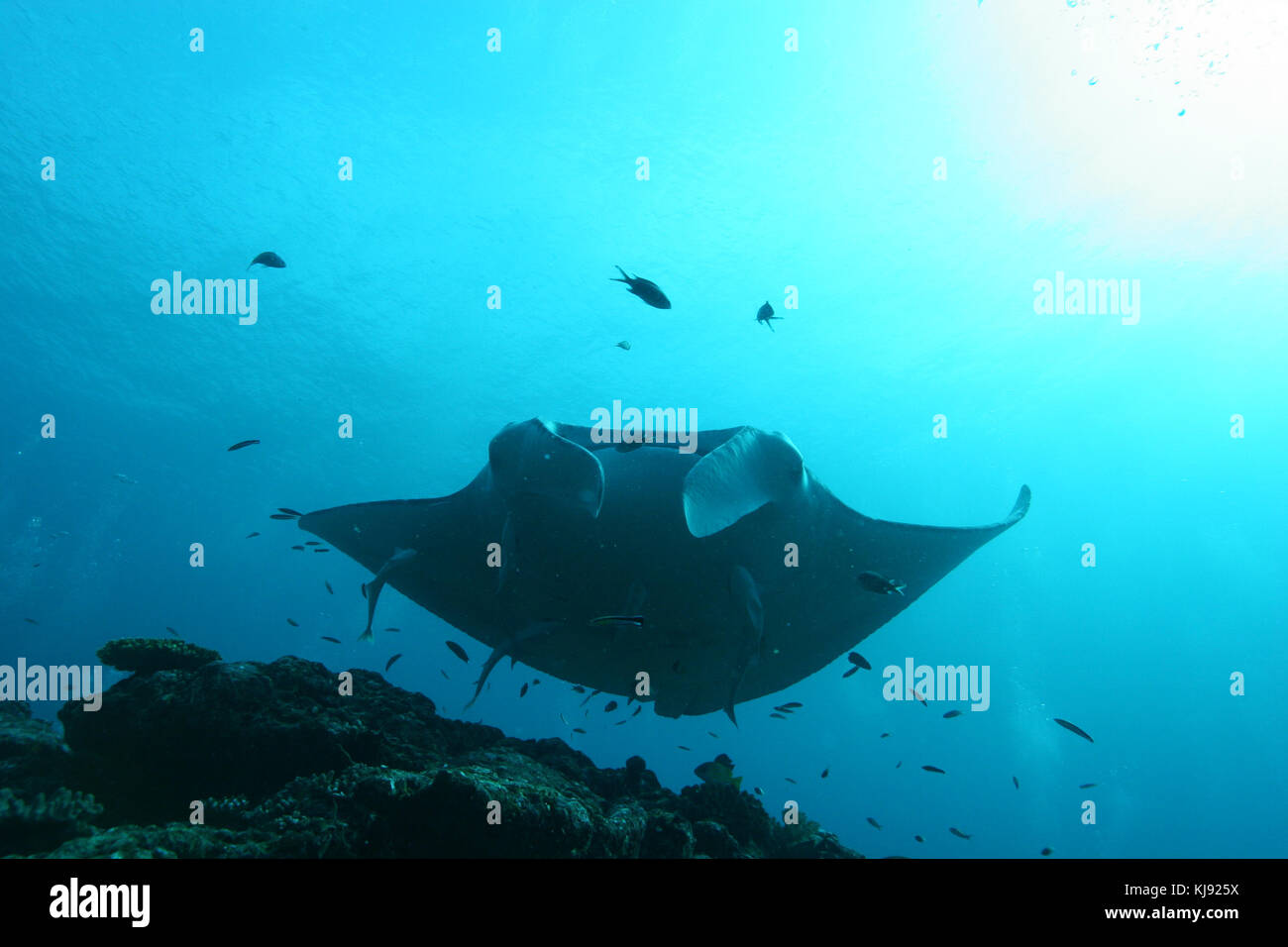 Manta ray diving Underwater Galapagos islands Pacific Ocean Stock Photo ...