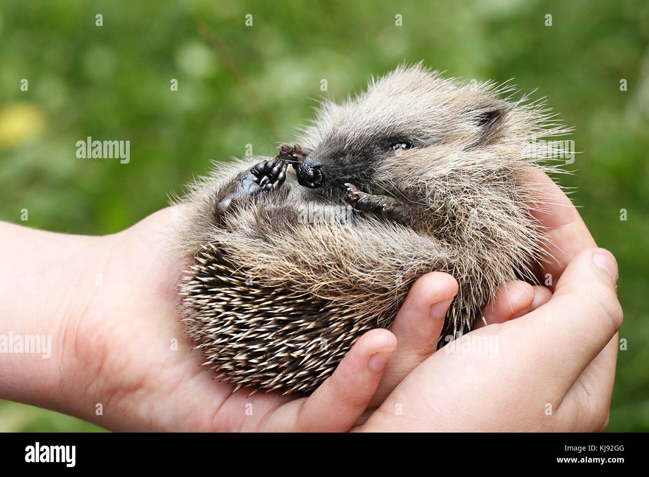 European hedgehog cub Stock Photo - Alamy