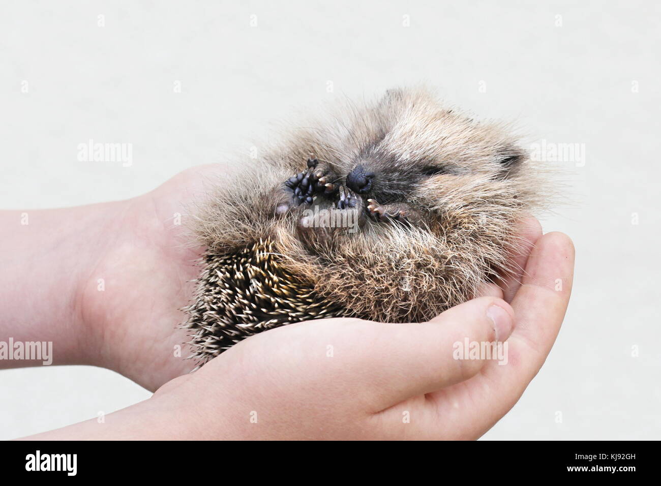 European hedgehog cub Stock Photo - Alamy