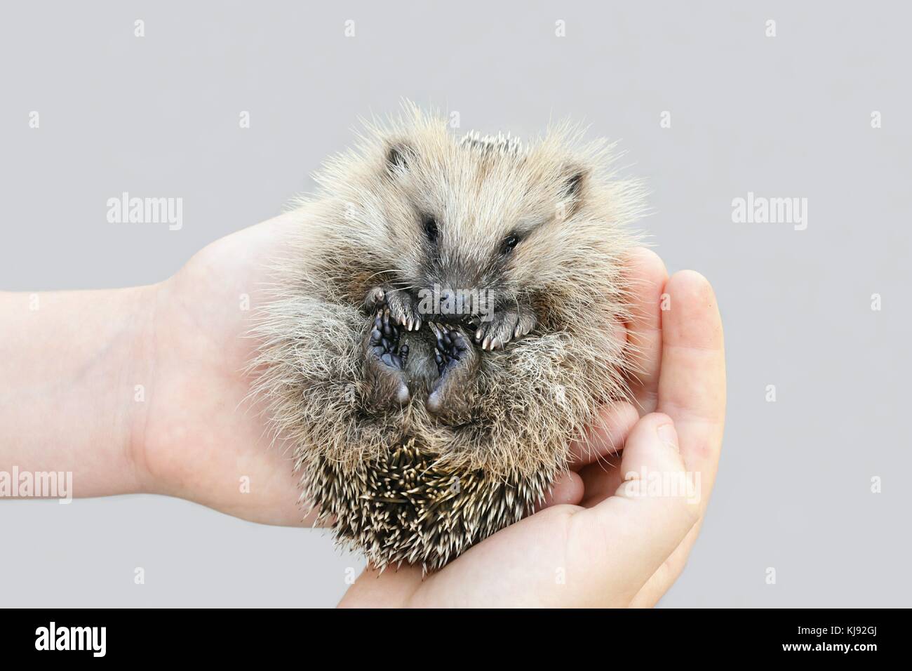 European hedgehog cub Stock Photo - Alamy
