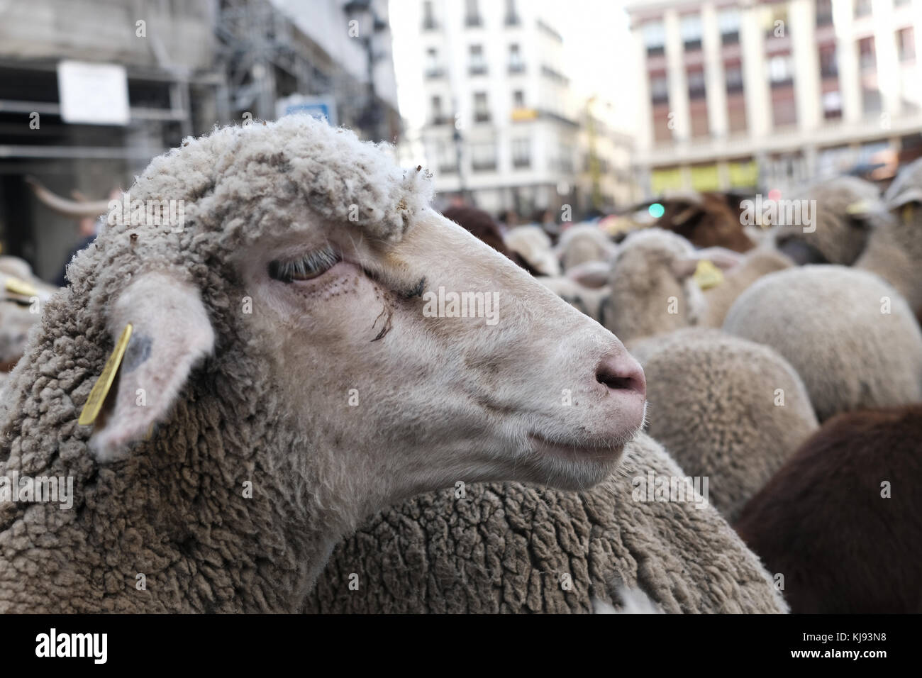 Hundreds of sheep along a street in downtown Madrid, Spain, 22 October ...