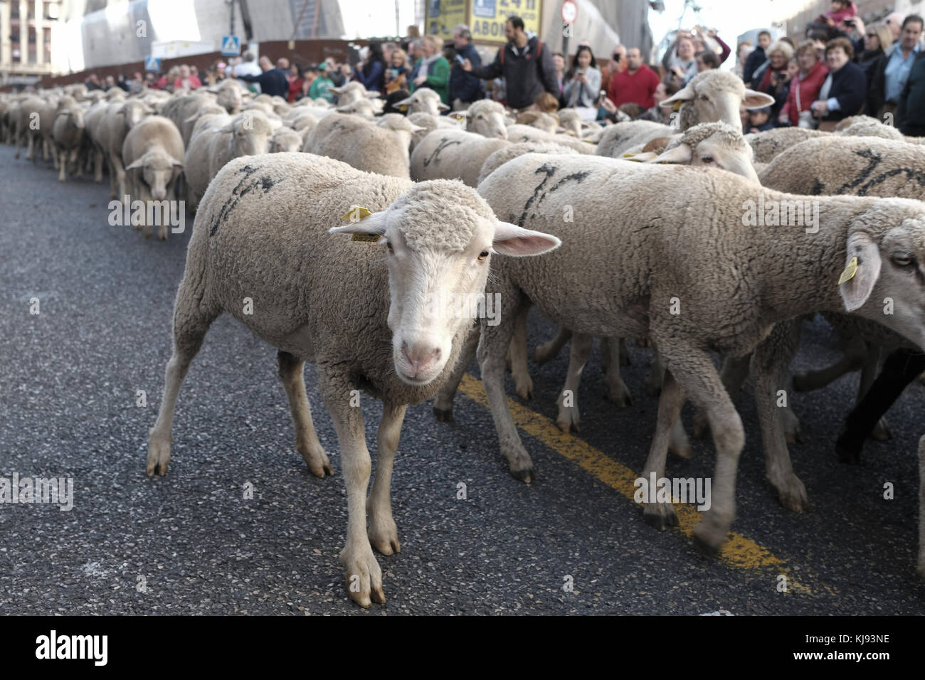 Hundreds of sheep along a street in downtown Madrid, Spain, 22 October ...