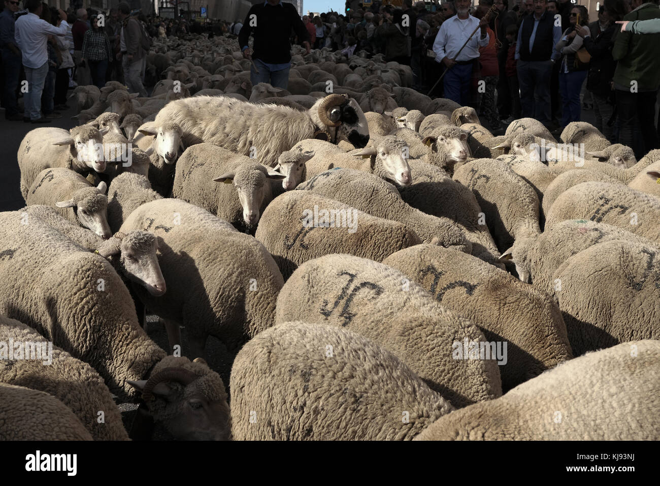 Hundreds of sheep along a street in downtown Madrid, Spain, 22 October ...