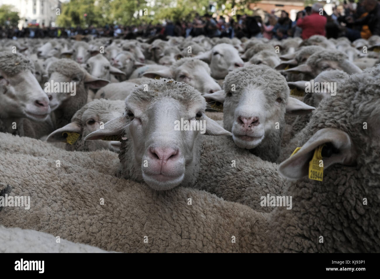 Hundreds of sheep along a street in downtown Madrid, Spain, 22 October ...